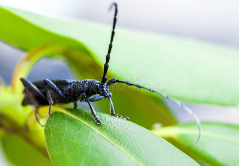 Zwarte kever stock foto. Image of ongewervelde, wild - 41810124