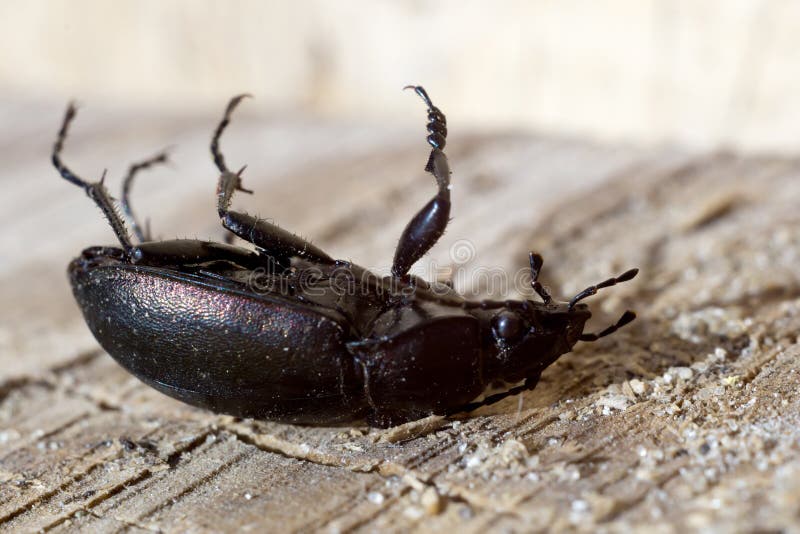 Zwarte kever stock foto. Image of vlucht, impuls, lopen - 56779368
