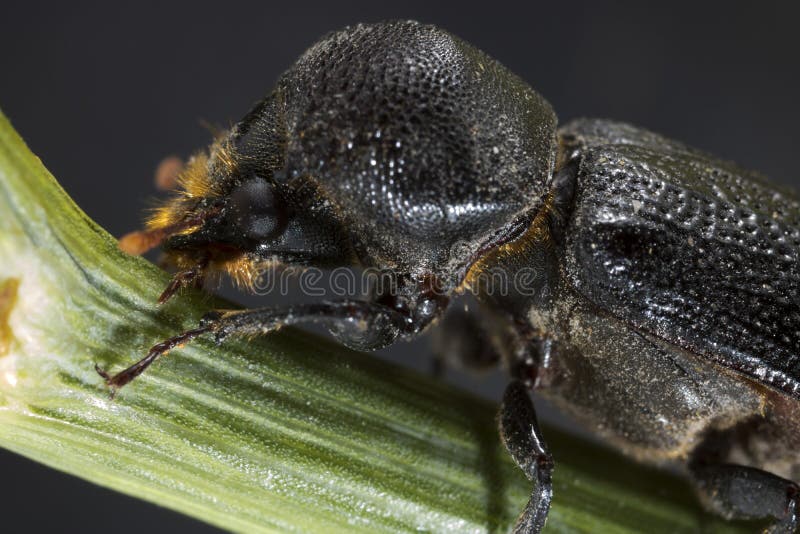 Zwarte kever stock foto. Image of dier, mooi, wijfje - 95467874