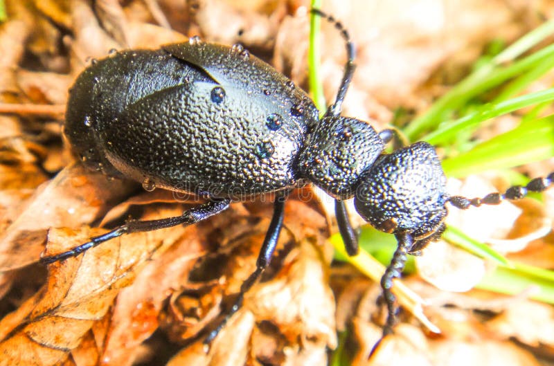 Zwarte kever in het bos stock afbeelding. Image of reis - 67309789