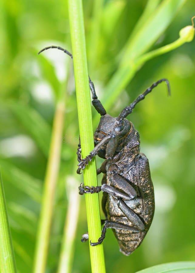 Zwarte Kever Met Lange Snor Stock Foto - Image of vliegen, antenne ...
