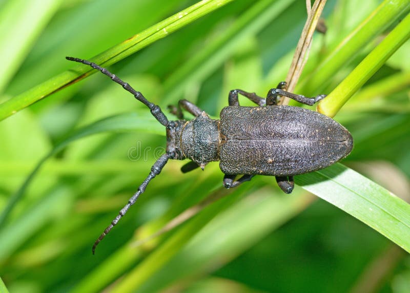 Zwarte Kever Met Lange Snor Stock Afbeelding - Image of macro ...