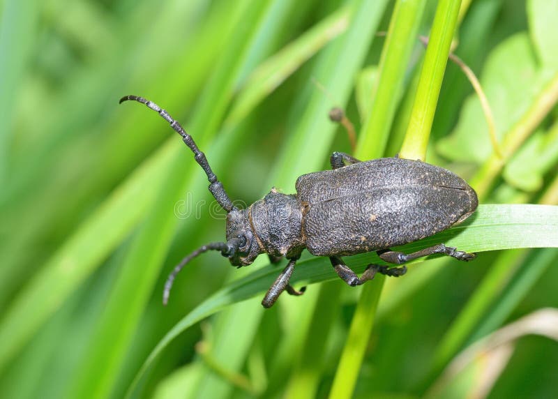 Zwarte Kever Met Lange Snor Stock Foto - Image of vliegen, antenne ...