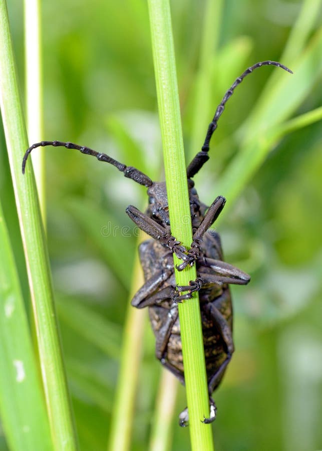 Zwarte Kever Met Lange Snor Stock Afbeelding - Image of dier ...
