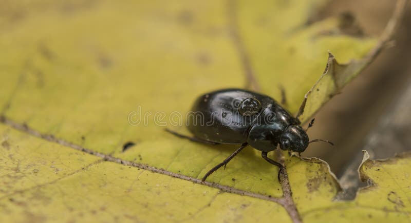 Zwarte kever op geel blad stock foto. Image of benen - 76815918