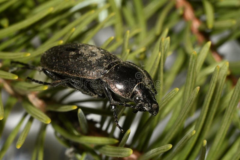 Zwarte Kever Op De Bosvloer Stock Afbeelding - Image of ivan, macro ...