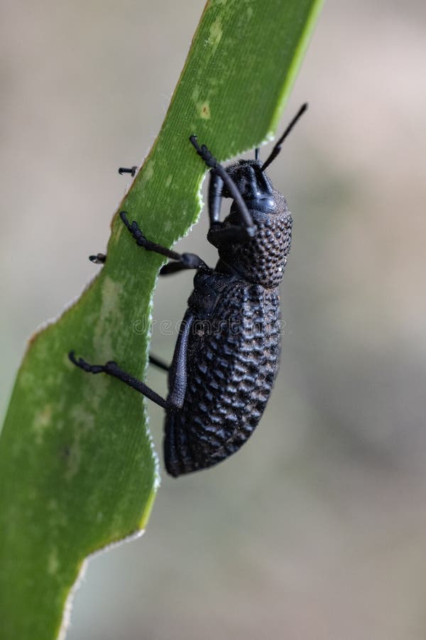 Zwarte kever stock afbeelding. Image of snuit, dieren - 242533923