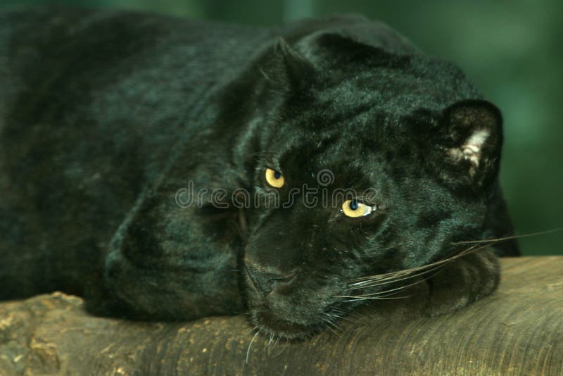 Zwarte Luipaard, Panter stock foto. Afbeelding bestaande uit roofdier ...