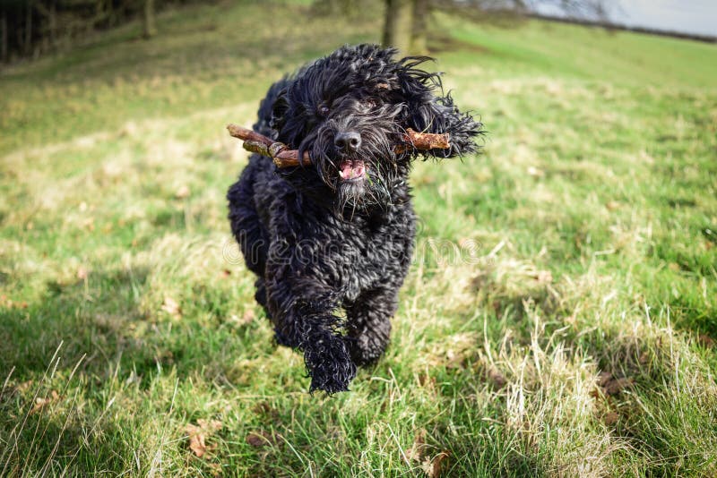 Zwarte Mannelijke Cockapoo-hond Met Stok Stock Afbeelding - Image of ...