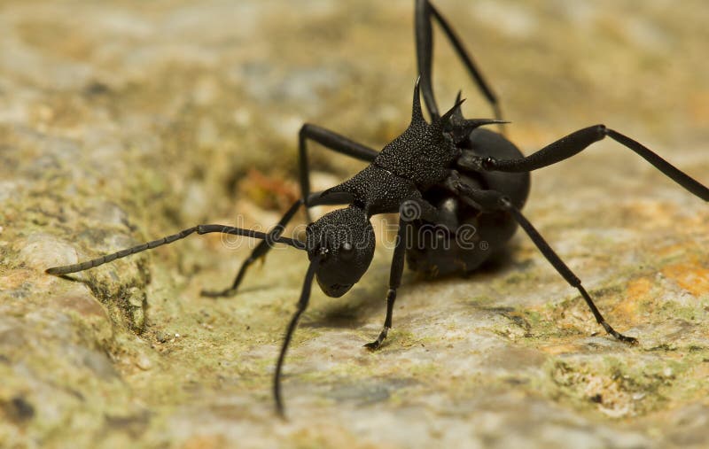 Zwarte mier stock foto. Image of klein, insect, mier - 37389284
