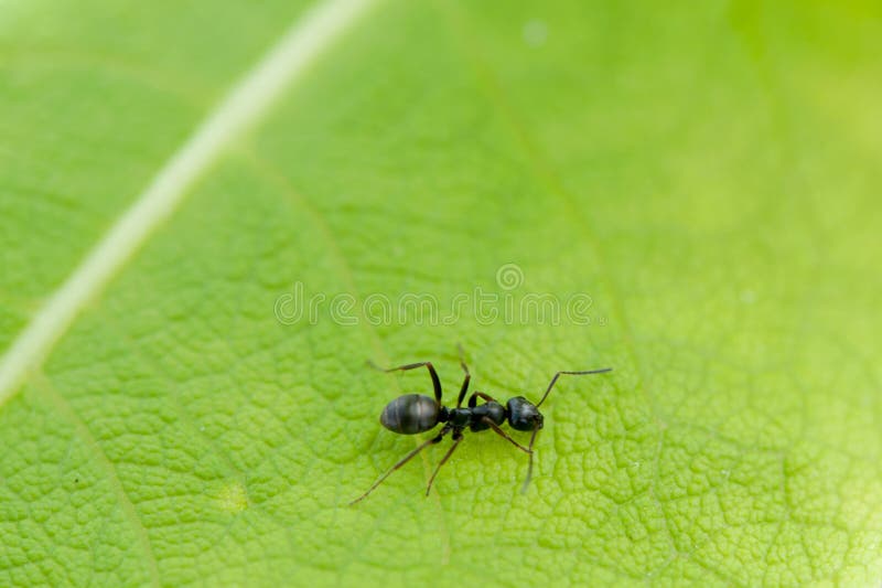 Selectieve Nadruk Bij Grote Zwarte Mier Op Houten Vloer Stock Foto ...