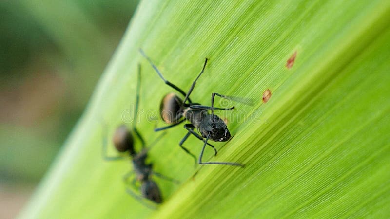 Zwarte Mier Op Het Groene Blad Stock Video - Video of mier, gedrag ...