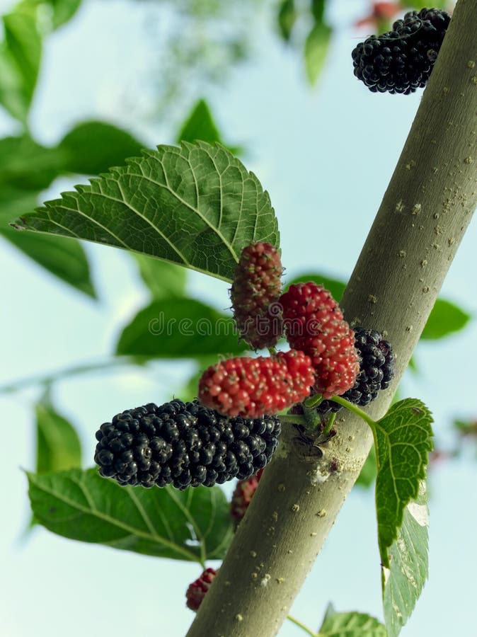 Verse Zwarte Moerbeiboom, Zwarte Rijpe Moerbeibomen Op De Tak Stock ...