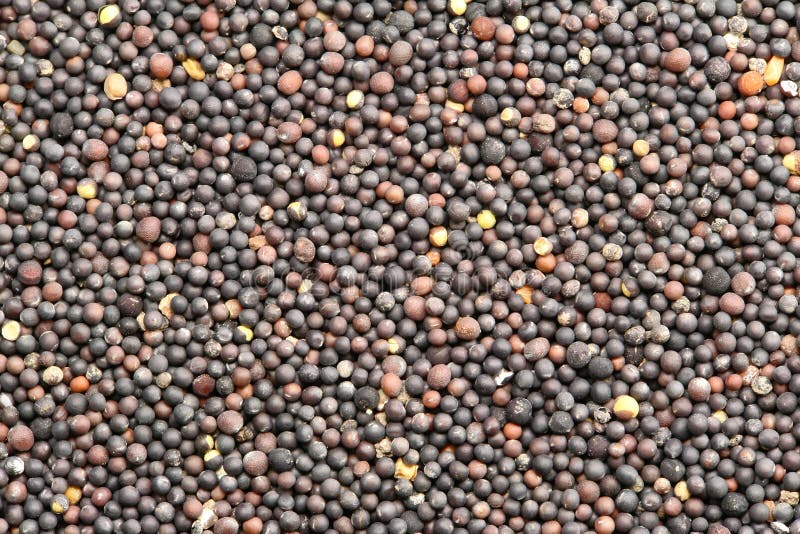Zwarte Mosterdzaad stock afbeelding. Image of zaad, mosterd - 121729785