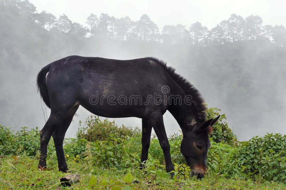Zwarte muilezel in de mist stock afbeelding. Image of mannetje - 26044347
