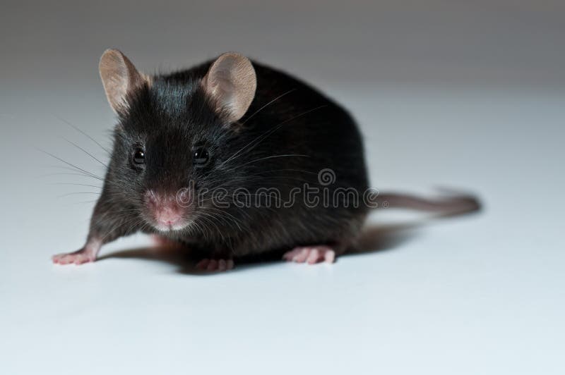 Zwarte muis stock afbeelding. Image of wijfje, bont, test - 26227035