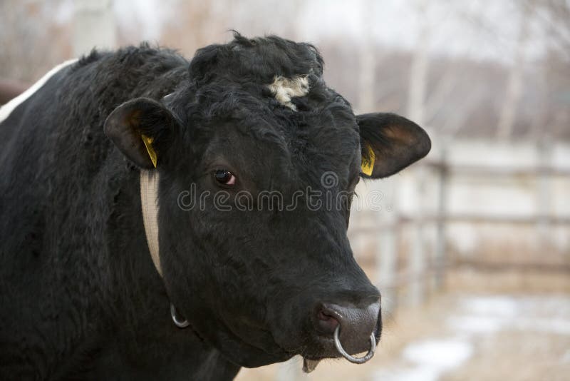 Zwarte os stock afbeelding. Image of laag, dier, hoofd - 7372129