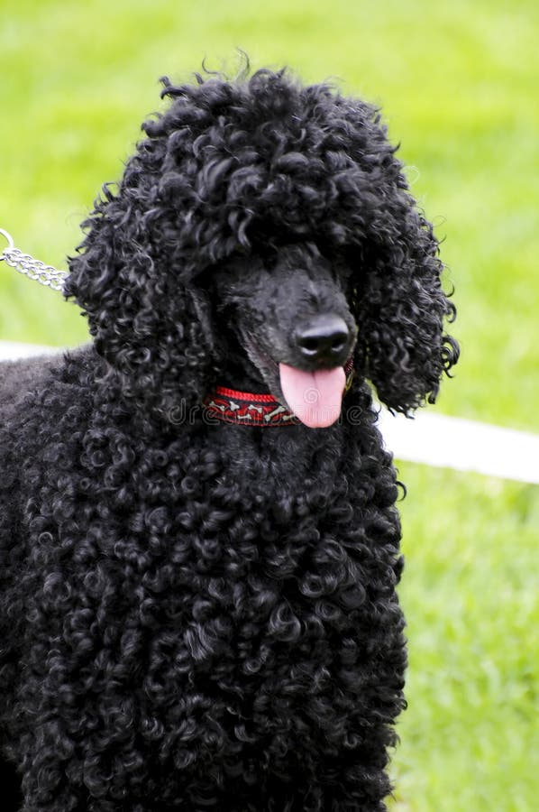 De hond van de poedel stock foto. Image of neus, loyaal - 5688758