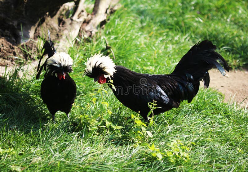 Zwarte Poolse kip stock foto. Image of kuiken, kleurrijk - 108440104