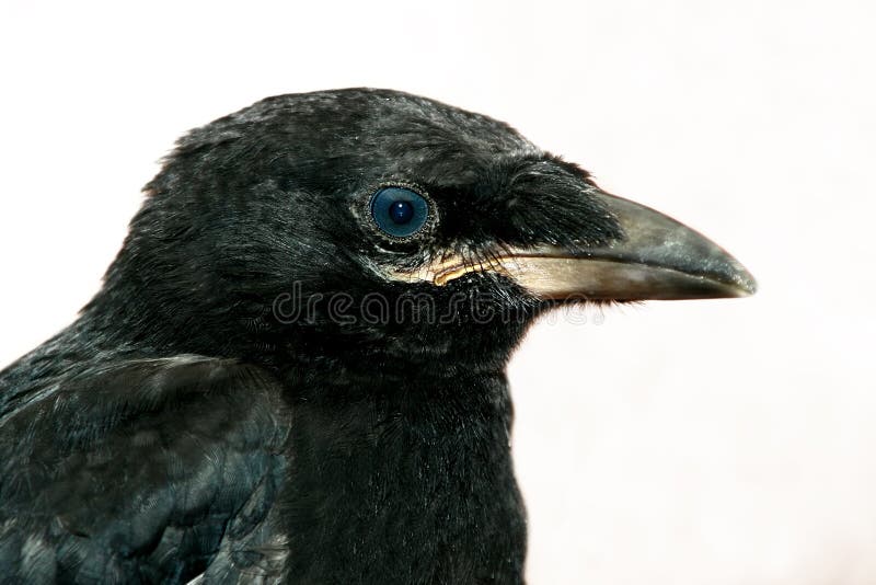Zwarte Raaf stock foto. Image of macro, vogel, zwart, dier - 7550166