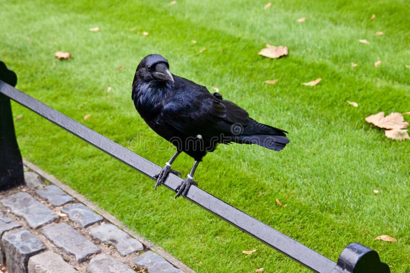 Zwarte Raaf Bij De Toren Van Londen Stock Afbeelding - Image of klauw ...