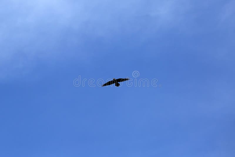 Zwarte Raaf Op Blauwe Hemel Stock Afbeelding - Image of vogels ...