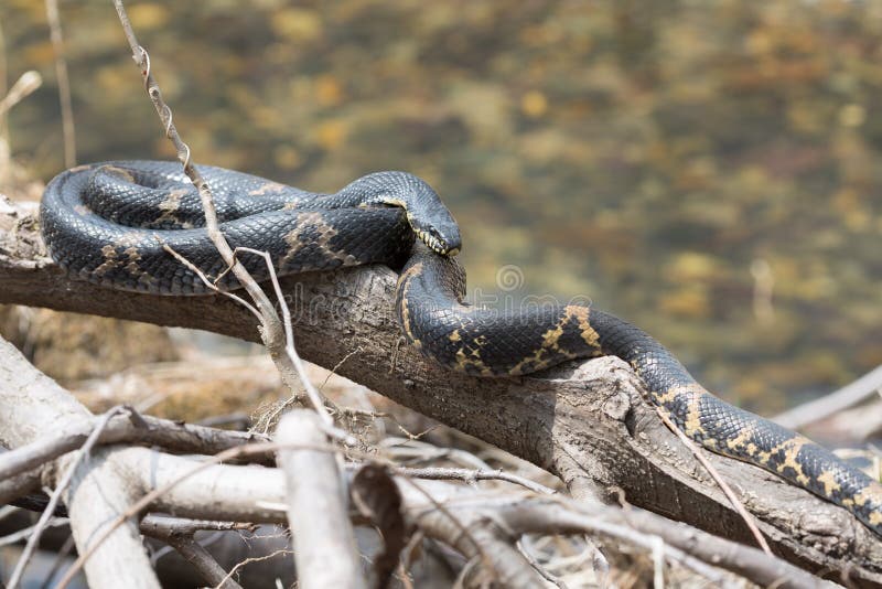 Zwarte Raceautoslang of De Rattenslang Van Schrenck Stock Afbeelding ...