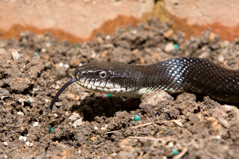 Zwarte rattenslang stock afbeelding. Image of reptiel - 5317817