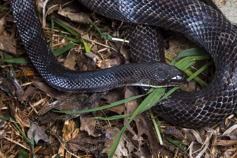 Zwarte Rattenslang in Het Gras Stock Afbeelding - Image of proef, groot ...