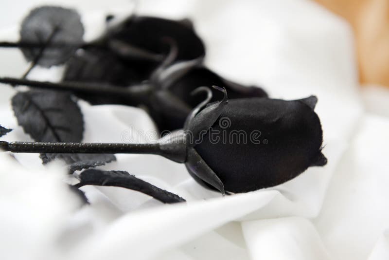 Zwarte Rozen Op Wit Close-up Stock Foto - Image of samenvatting ...