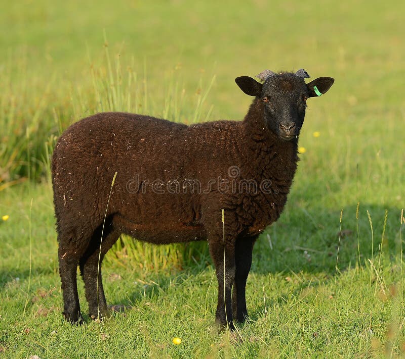 Zwarte schapen stock afbeelding. Image of dier, schapen - 32412923