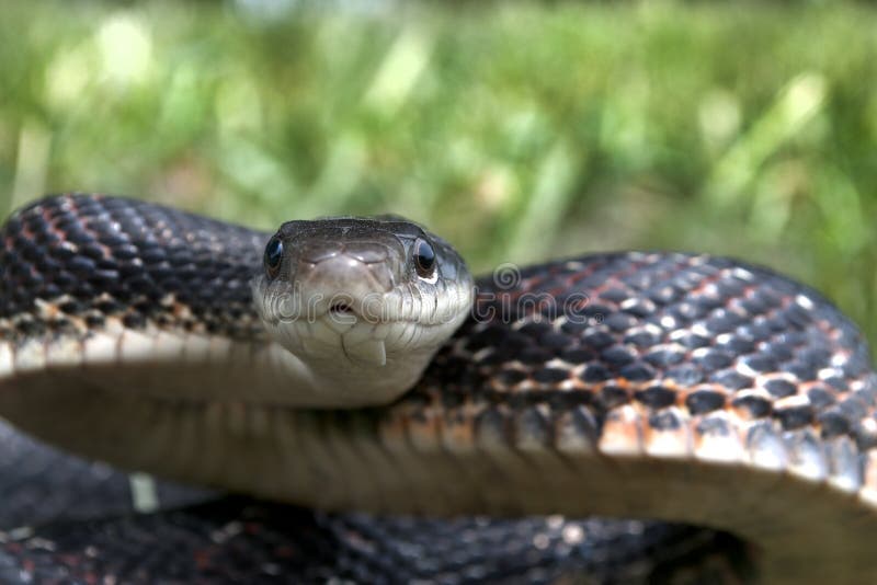 Zwarte Slang stock afbeelding. Image of constrictor, exotisch - 21880671