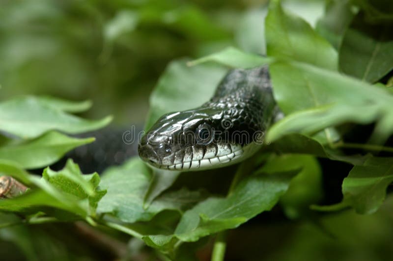 Zwarte Slang in De Struiken Stock Afbeelding - Image of illinois ...