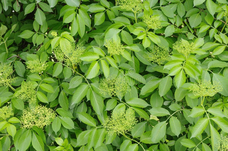 Zwarte vlierbes stock foto. Image of knoppen, vlierbes - 40555658