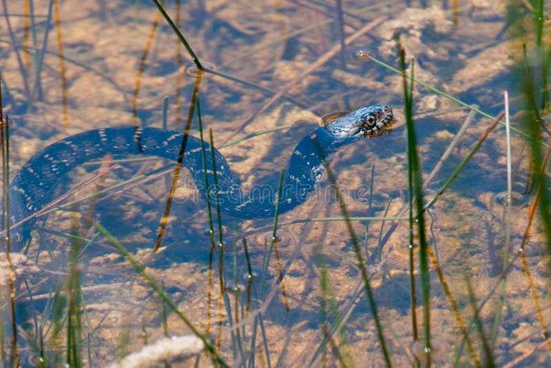 Zwarte waterslang stock foto. Image of water, naughty - 14421266