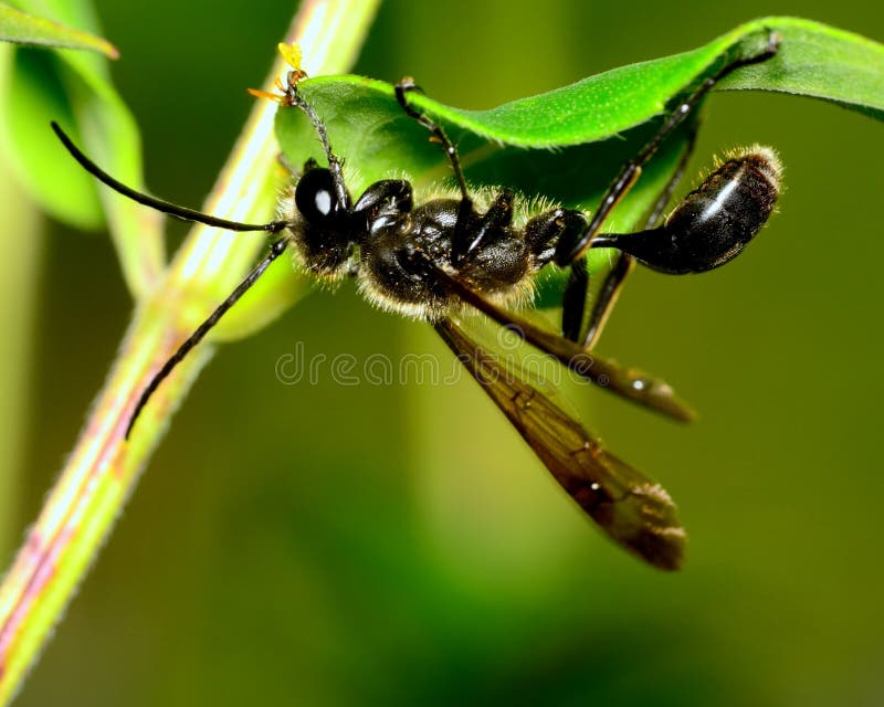 Zwarte Wesp stock afbeelding. Image of insect, ongedierte - 32213369