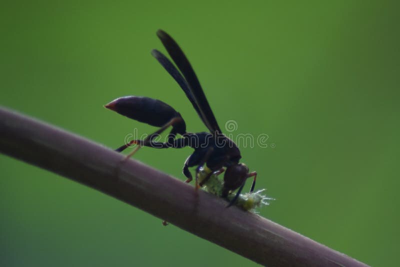 Zwarte Wesp Doodt Een Insect in Amazonas, Peru Stock Foto - Image of ...