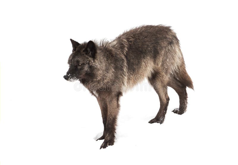 Zwarte wolf in de sneeuw stock afbeelding. Afbeelding bestaande uit ...