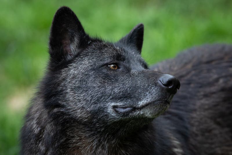 Zwarte Wolf Met Zwarte Achtergrond Stock Afbeelding - Afbeelding ...