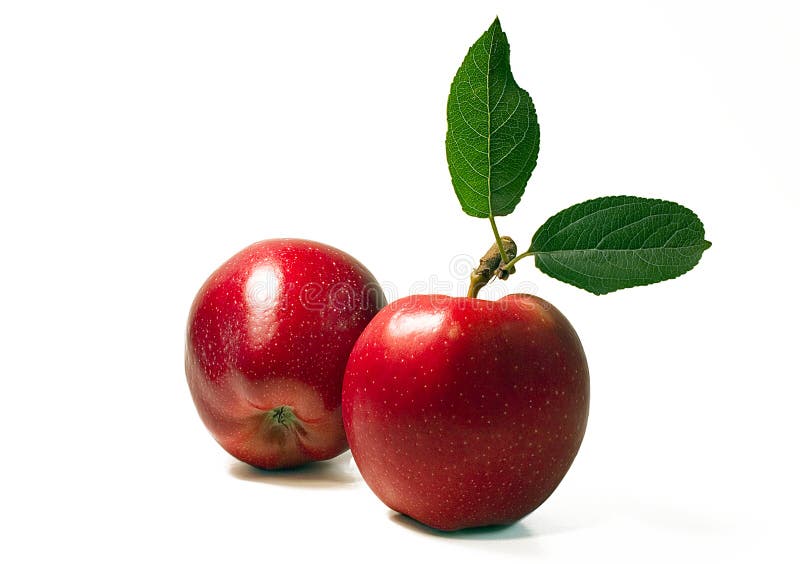 Zwei frische Äpfel stockbild. Bild von essen, gesund - 25184609