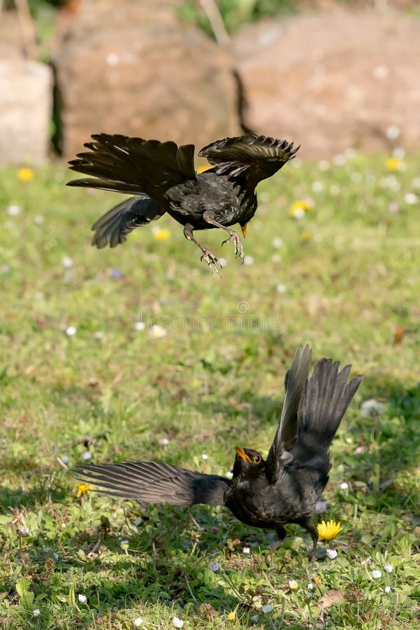 Zwei Amseln stockfoto. Bild von vogel, amsel, überwachen - 90622892