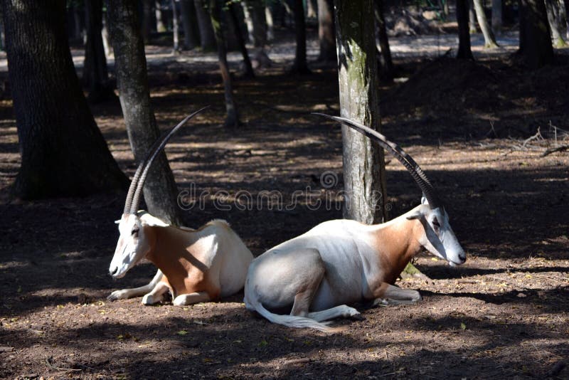 Zwei Antilopen, Die Im Wald Sitzen Stockfoto - Bild von wiese, wald ...