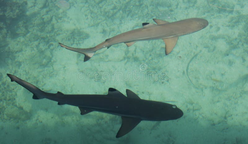 Zwei Baby-Haifisch im Meer stockbild. Bild von enorm - 30593693