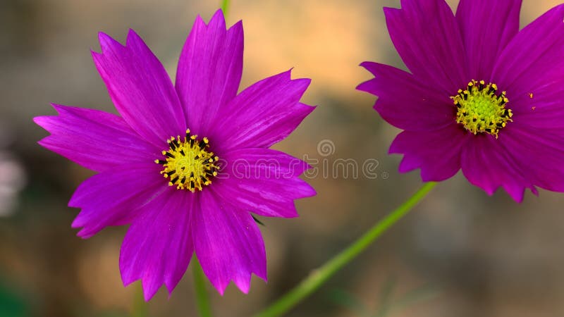 Zwei Blumen stockfoto. Bild von auge, geometrie, feiertag - 102791774