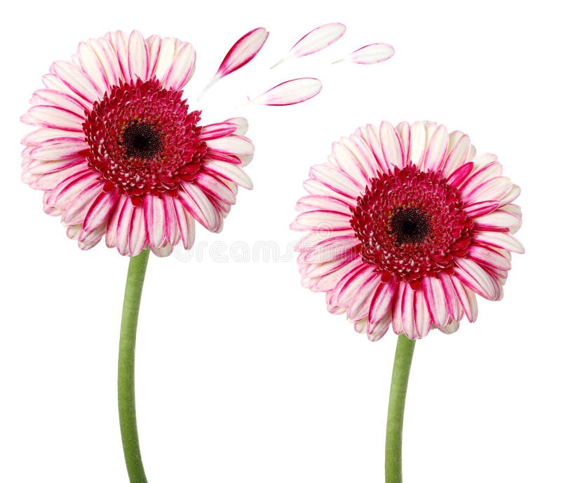 Zwei Blumen Getrennt Auf Weiß Stockfoto - Bild von schauen, reich: 4443082