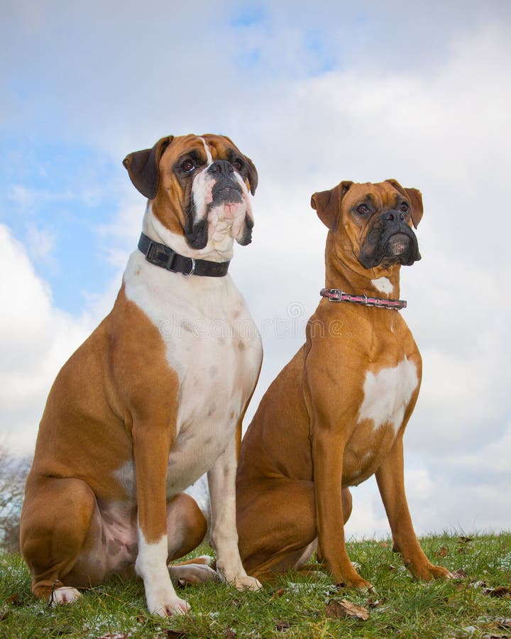Zwei Boxer-Hunde stockbild. Bild von himmel, zwei, haustiere - 38999711