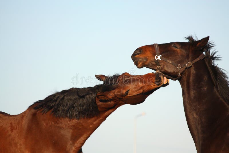 Zwei Pferde stockbild. Bild von porträt, paare, stute - 1560183