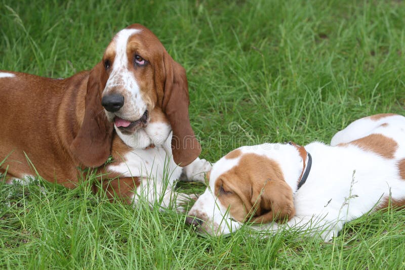 Zwei Brauner Welpen Dachshund-Jagdhund Stockfoto - Bild von jagdhund ...