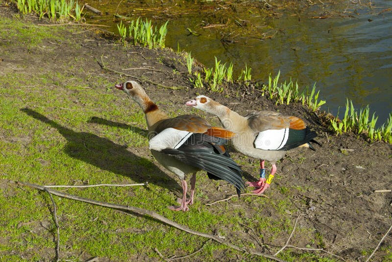 Zwei bunte Enten stockbild. Bild von flug, paar, farbe - 56305237