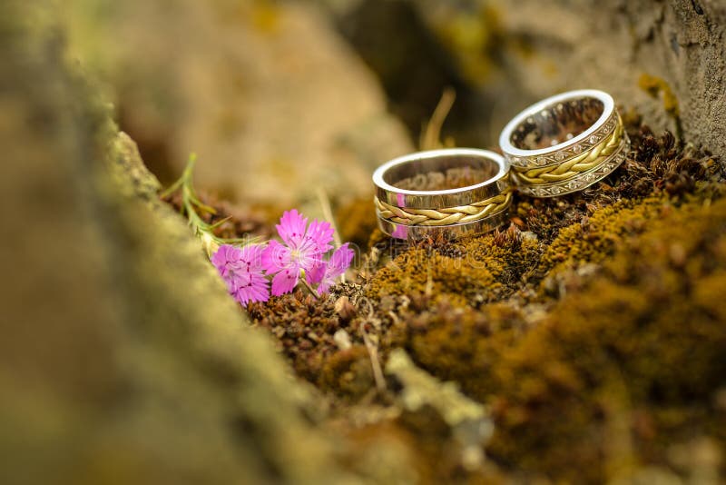 Zwei Eheringe Mit Purpurroter Blume Stockbild - Bild von purpurrot ...